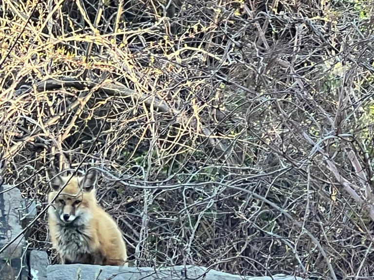 Fox Spotted On Hudson County Waterfront