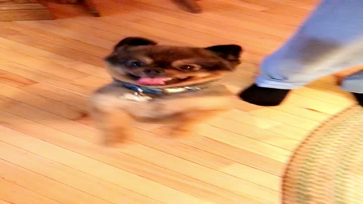 Watch This Proud Pup Show Off Its Perfect Paws