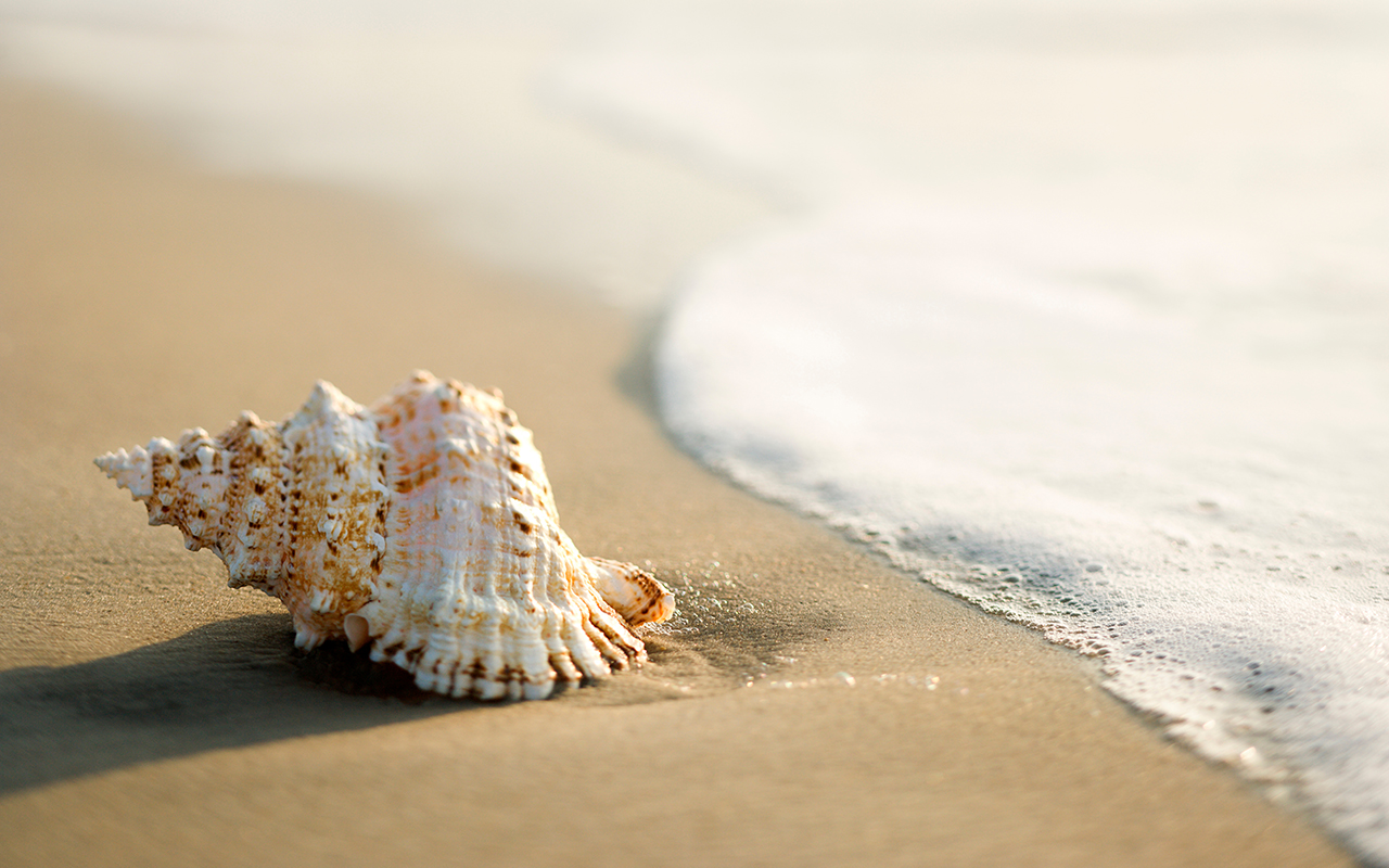 15 Beaches Where You Can Find The Best Shells