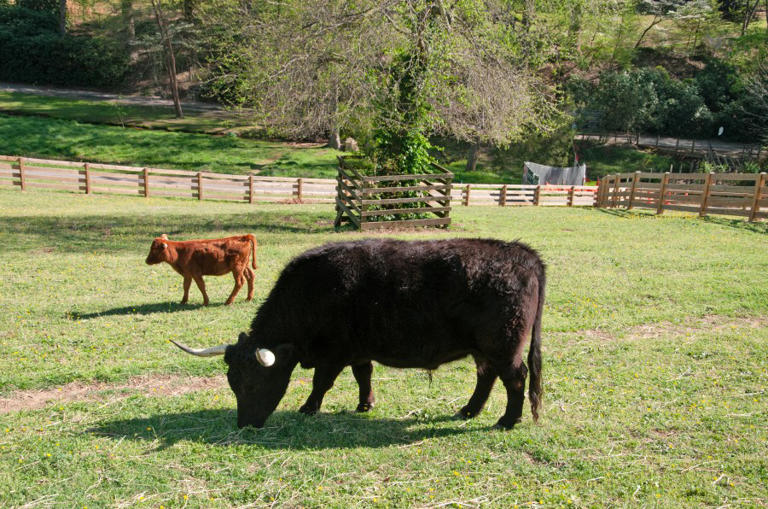 PHOTOS: Moo-ove over! New calf arrives at Maymont Farm in Richmond
