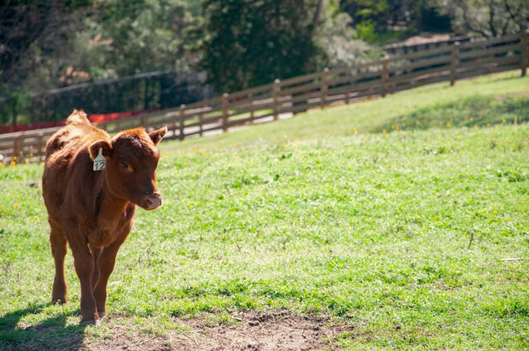 PHOTOS: Moo-ove over! New calf arrives at Maymont Farm in Richmond