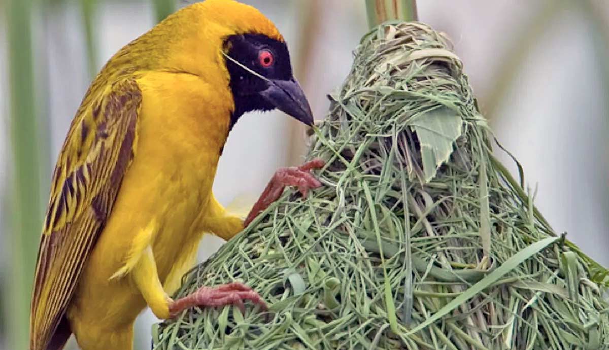 How Do Birds Build Nests?
