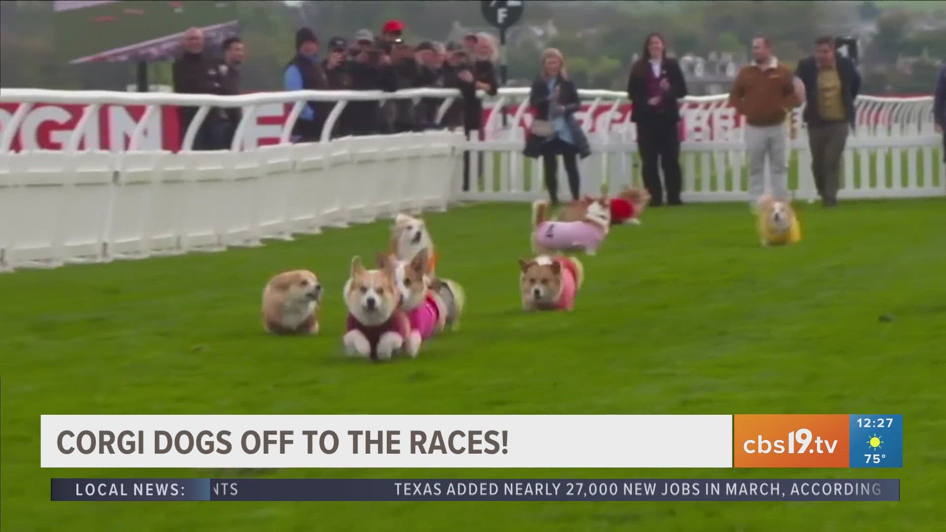Corgi dogs race in derby