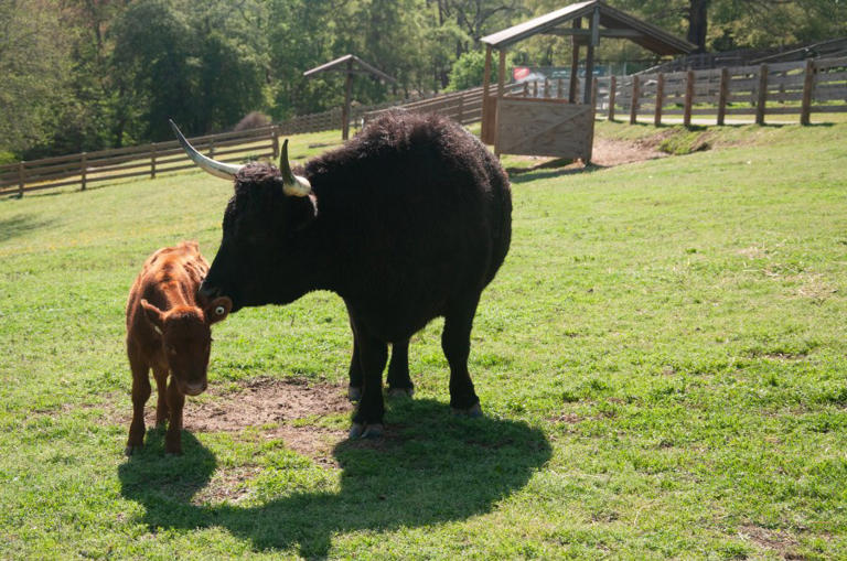 PHOTOS: Moo-ove over! New calf arrives at Maymont Farm in Richmond