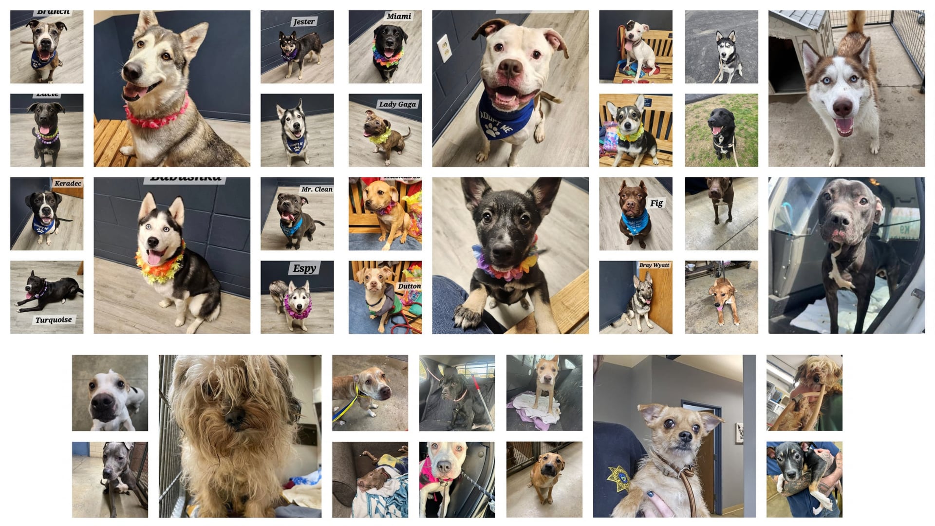 ‘We have no space’: 76 of 119 dogs in Richland County shelter are new ...