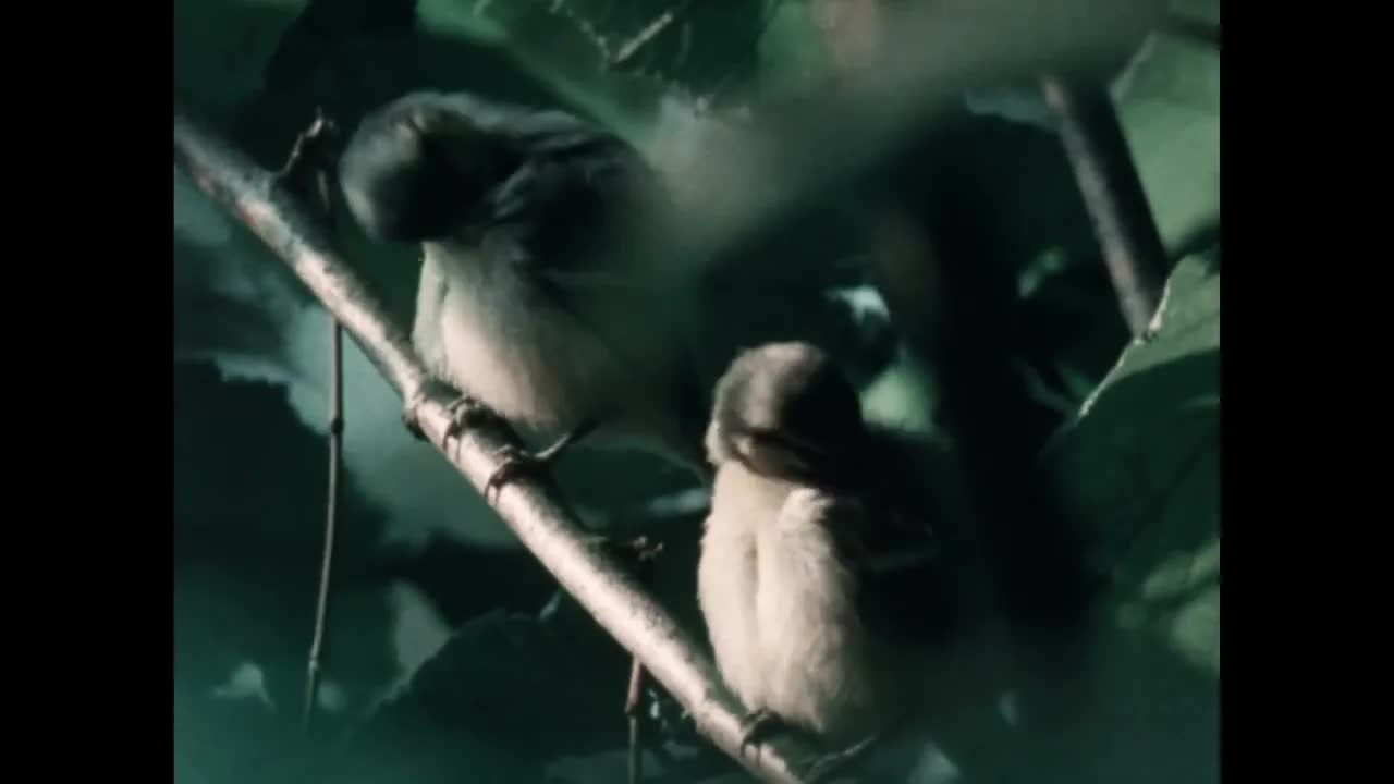 Temperate Forest Biome: Exploring Plant & Animal Life