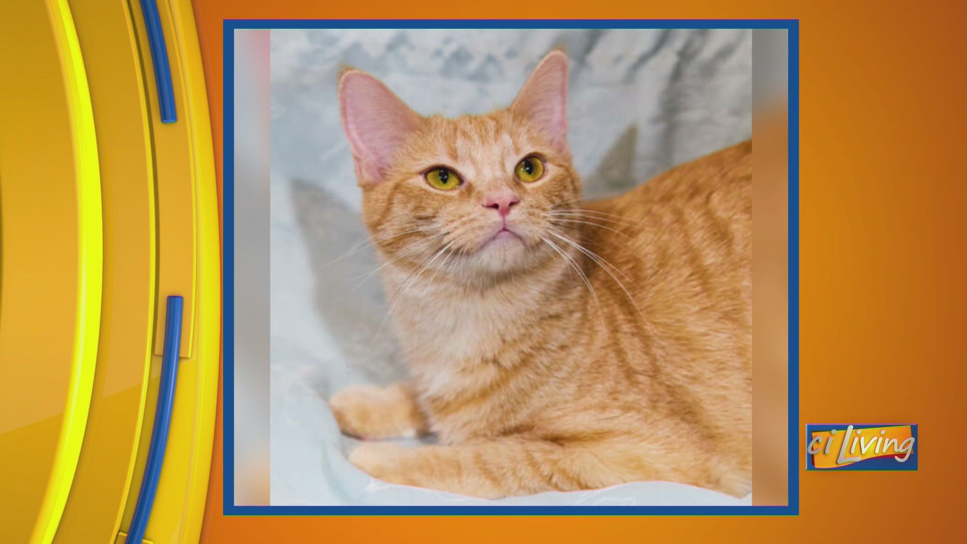 What is it like to Adopt and Volunteer at the Shelter