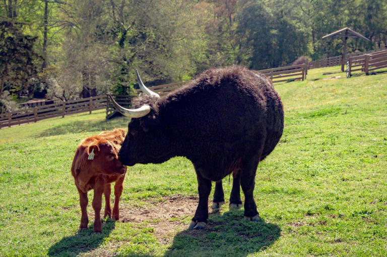 PHOTOS: Moo-ove over! New calf arrives at Maymont Farm in Richmond