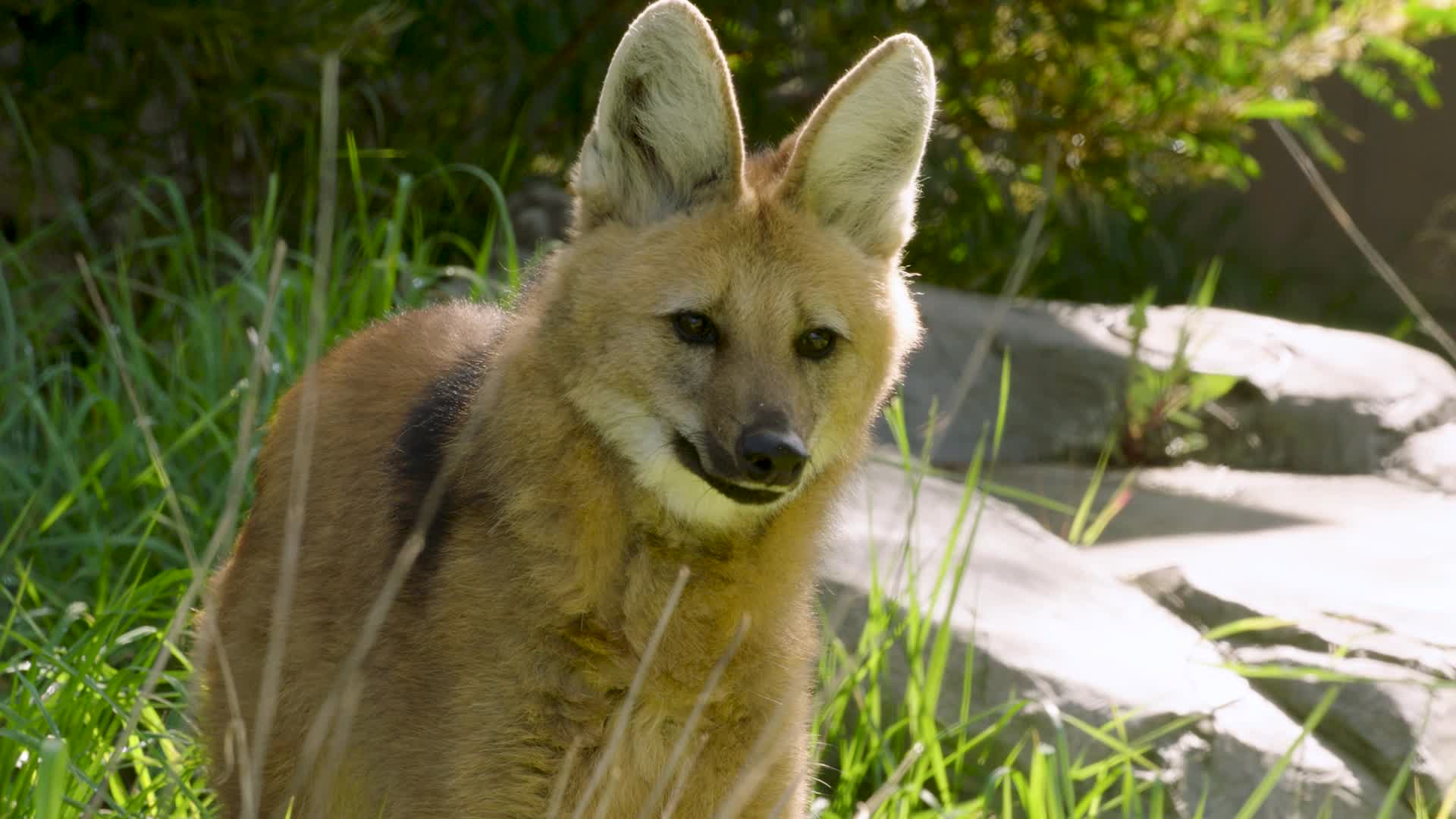Two maned wolves arrive at San Diego Zoo