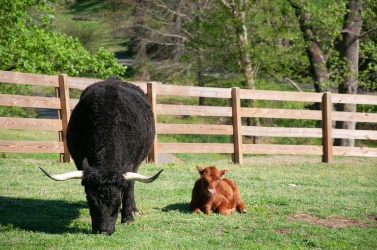 PHOTOS: Moo-ove over! New calf arrives at Maymont Farm in Richmond