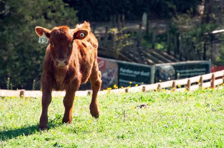 PHOTOS: Moo-ove over! New calf arrives at Maymont Farm in Richmond