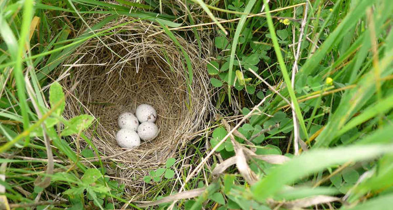 How Do Birds Build Nests?