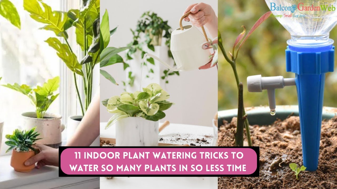 Water multiple indoor plants in less time with these tips