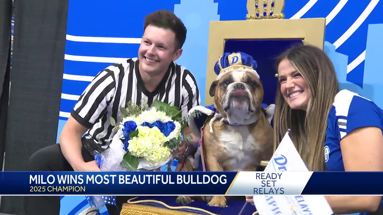What a hunk: 80-pound pup crowned Drake's 2025 Most Beautiful Bulldog