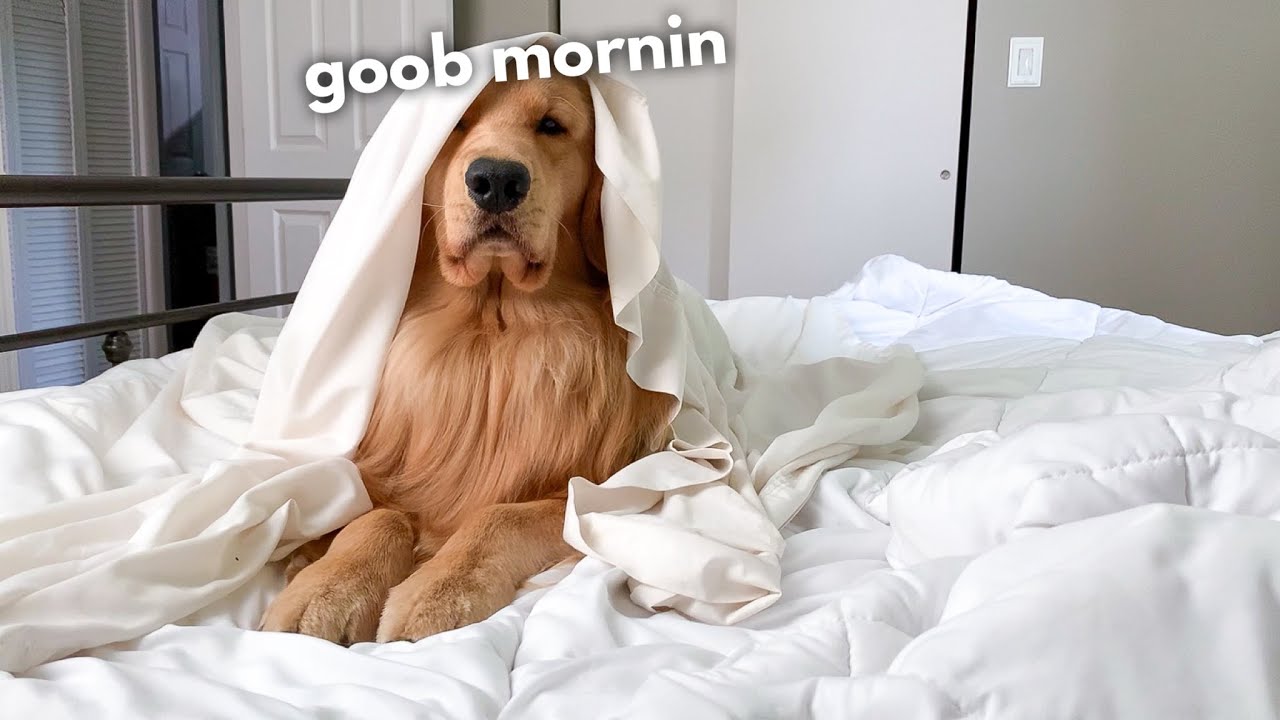 Cute Golden Retriever’s Morning Routine – This Is What He Does Every Day! 🐾