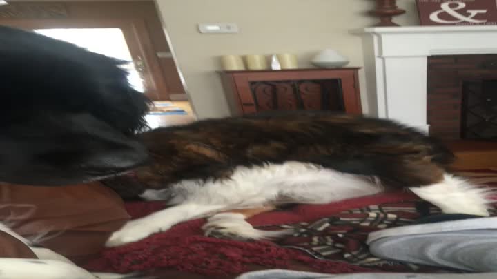 Dog’s Lean-Over Couch Move Is Peak Relaxation