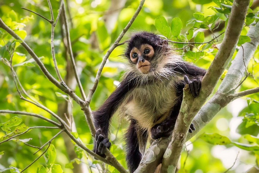 Man sentenced for smuggling baby spider monkeys into US