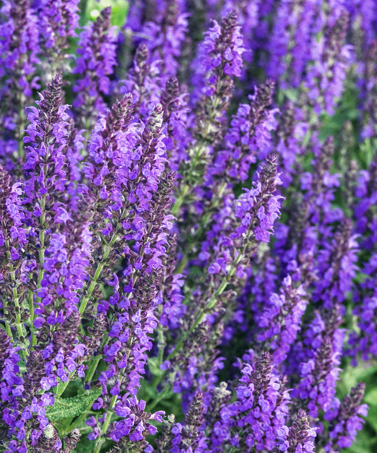Perennials to cut back in June – for a second flush of flowers that ...