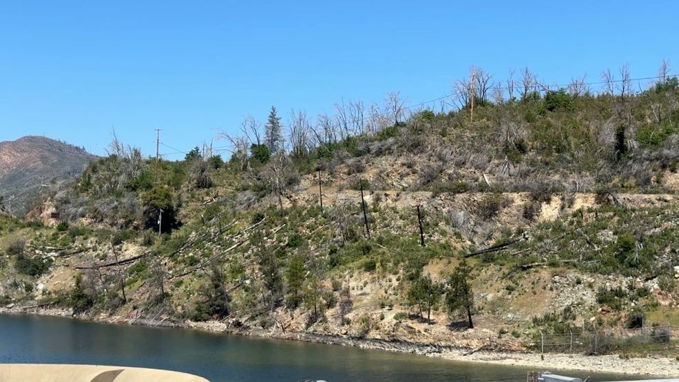 Trump administration logging order stirs debate over forest management ...