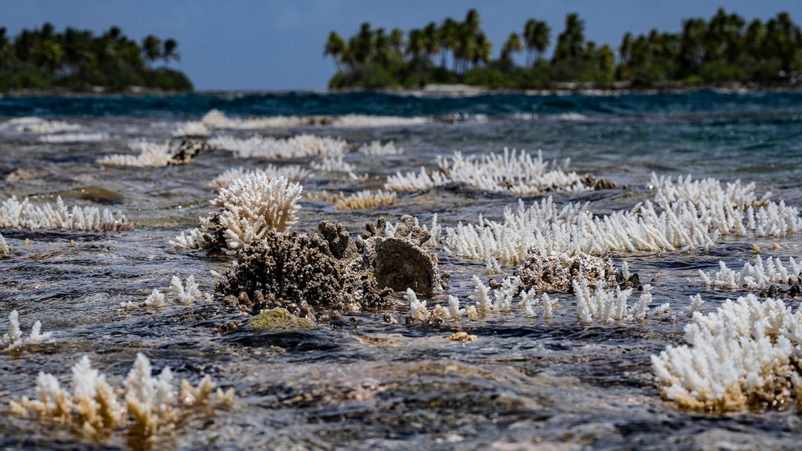 Heat-resistant corals are 'miracle-like' discovery amid climate change ...