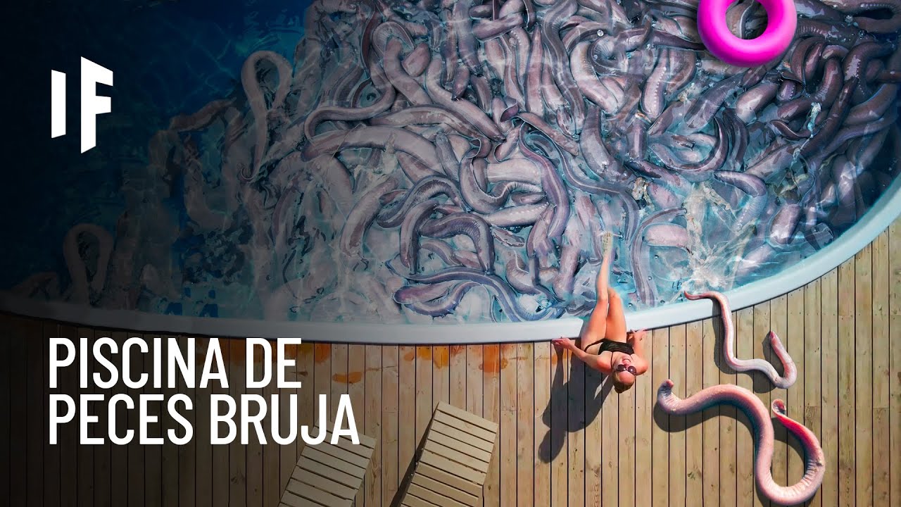 ¿Qué pasaría si cayeras a una piscina llena de peces bruja?