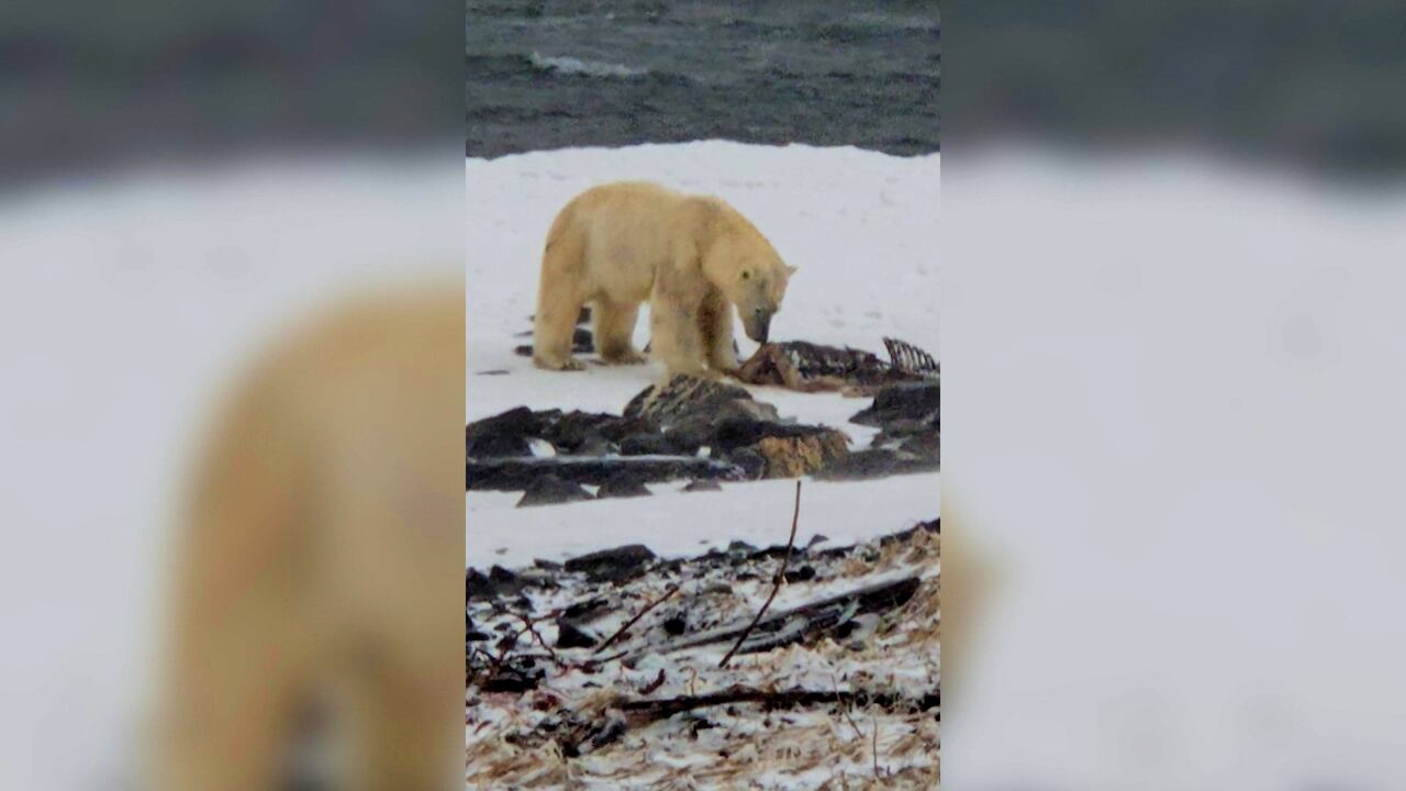 Polar Bears are looking for food this time of year — including in Cook ...
