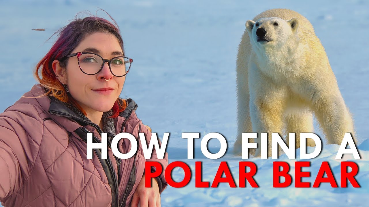 Visiting the Polar Bear Capital of the World