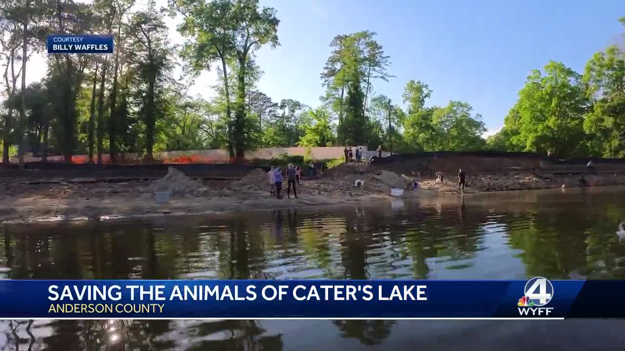 Saving the animals of Cater's Lake