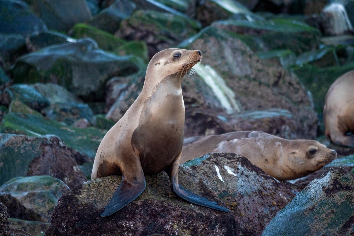 Desenmallan y liberan tres lobos marinos en la Isla Consag en BC
