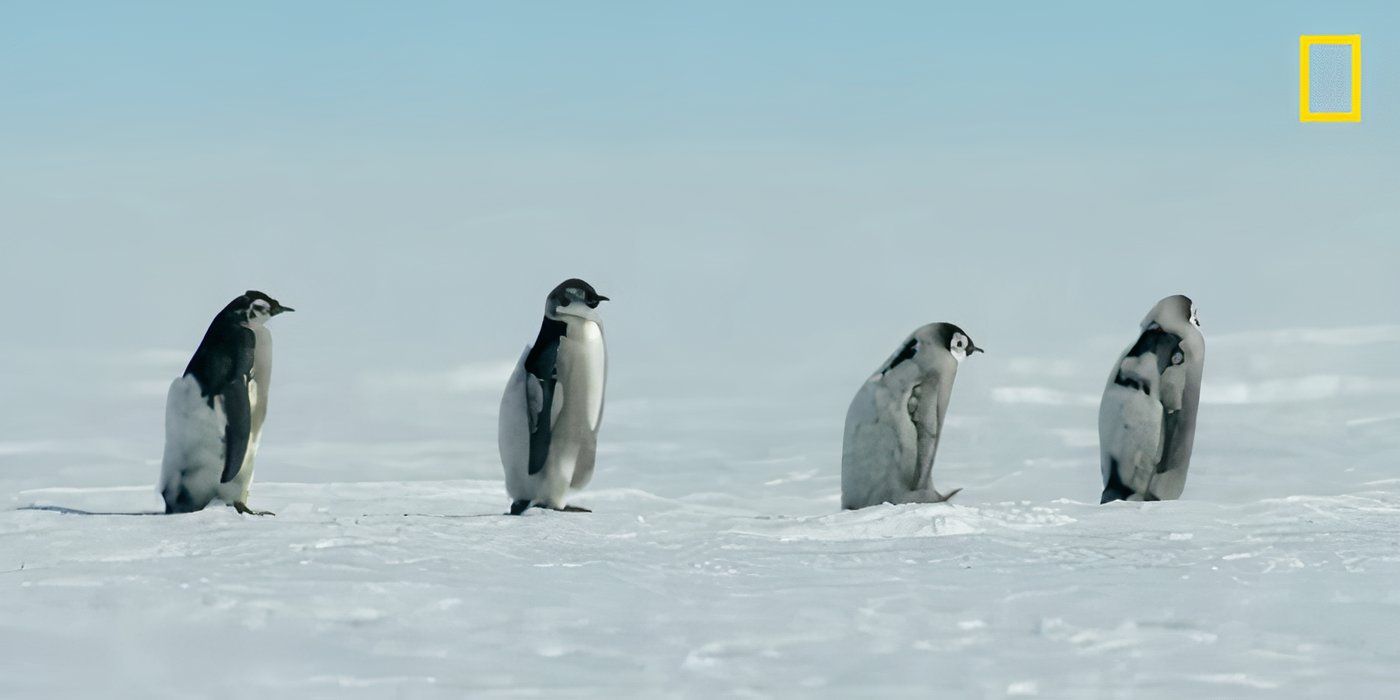 Blake Lively Narrates a Baby Penguin Swim Lesson in New 'Secrets of the ...