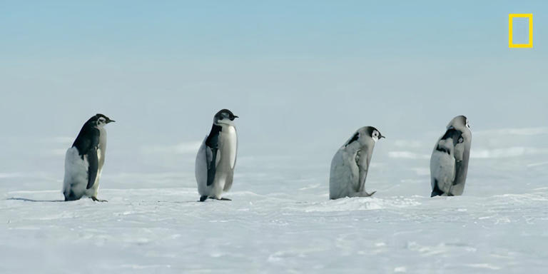 Blake Lively Narrates a Baby Penguin Swim Lesson in New 'Secrets of the ...