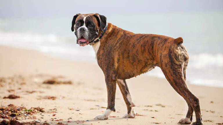 Co-Diagnostics (CODX) Price Target Decreased by 63.64% to 2.04