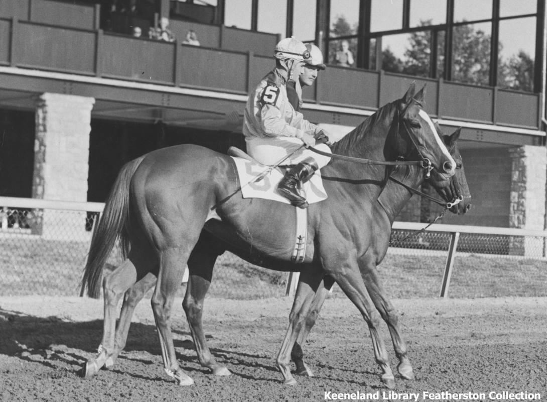 Lest We Forget: Stunning, Tenacoius, Tragic Lamb Chop Deserves To Be In ...