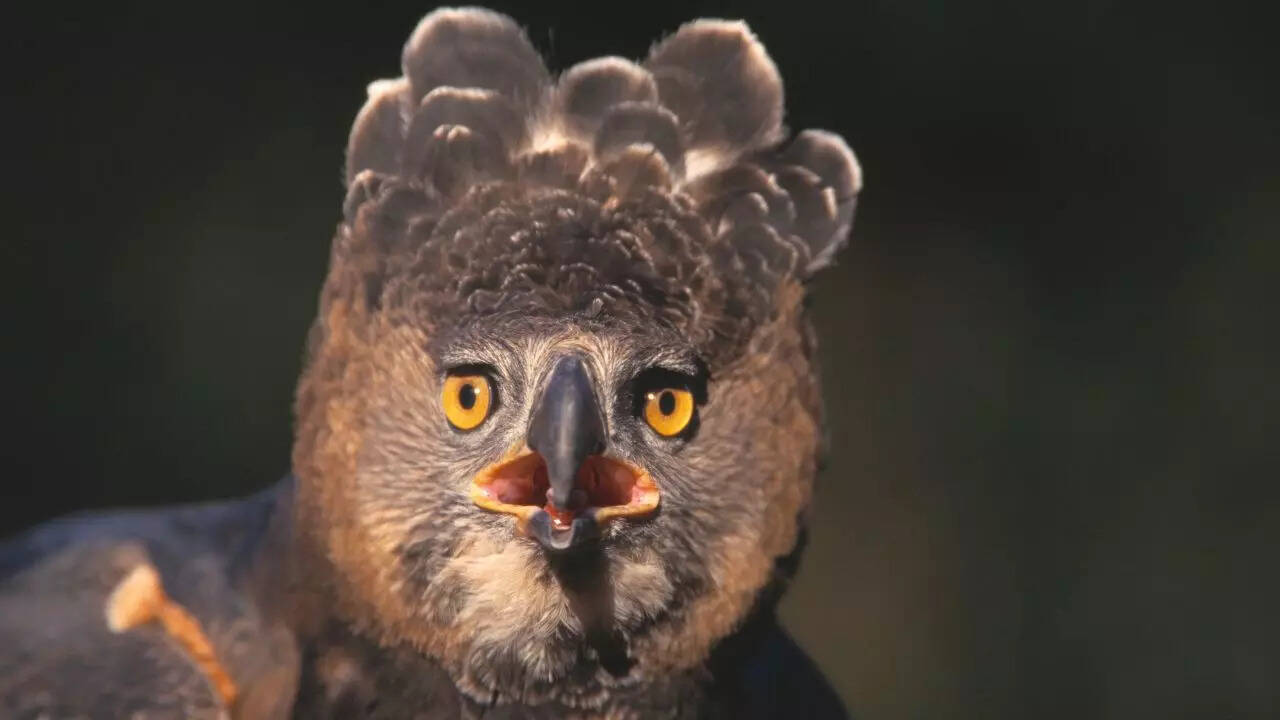 The only bird known to hunt humans: 5 facts that you should know about ...