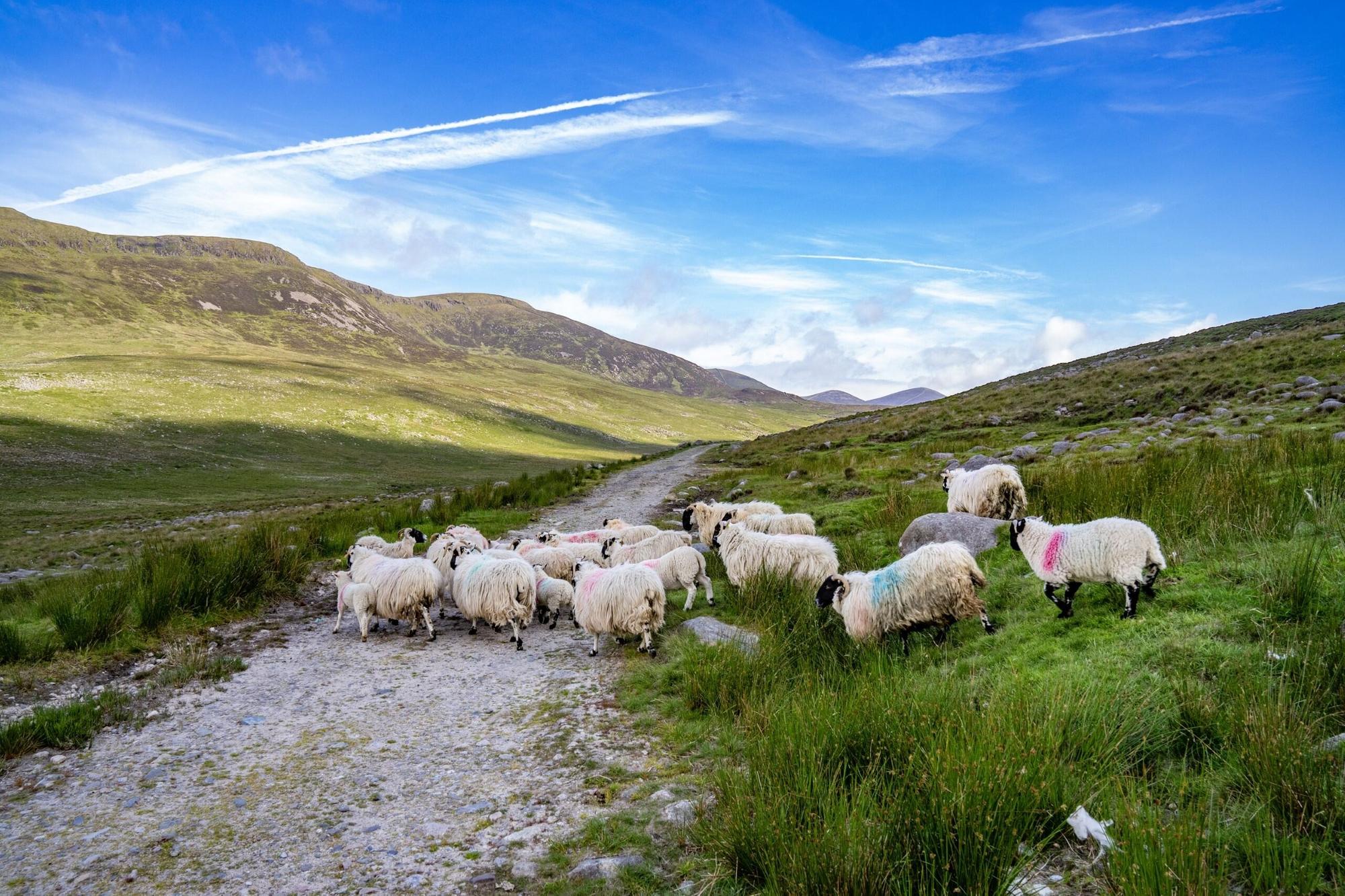 Sheep worrying by dogs – The ongoing threat to animal welfare and ...