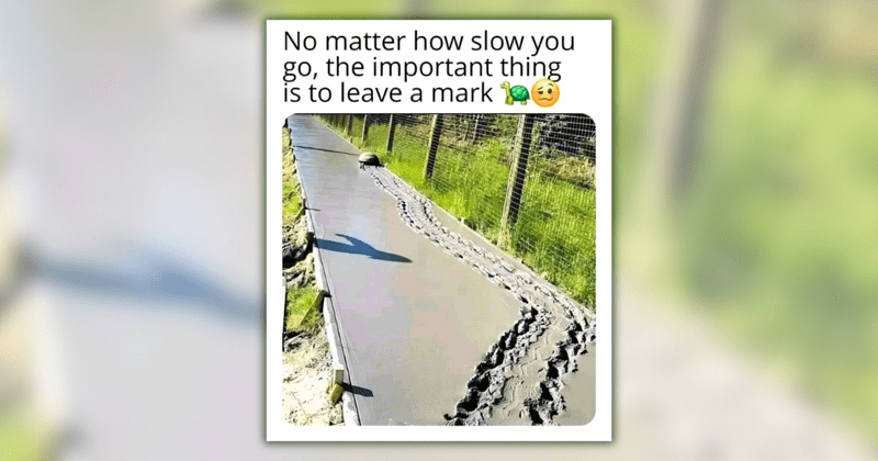 Slow and Steady Comedy: 22 Turtle Memes Turning Your Frown Upside Down