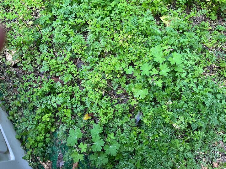 Baking Soda Weed Killer: A Surprisingly Simple Garden Hack That Works
