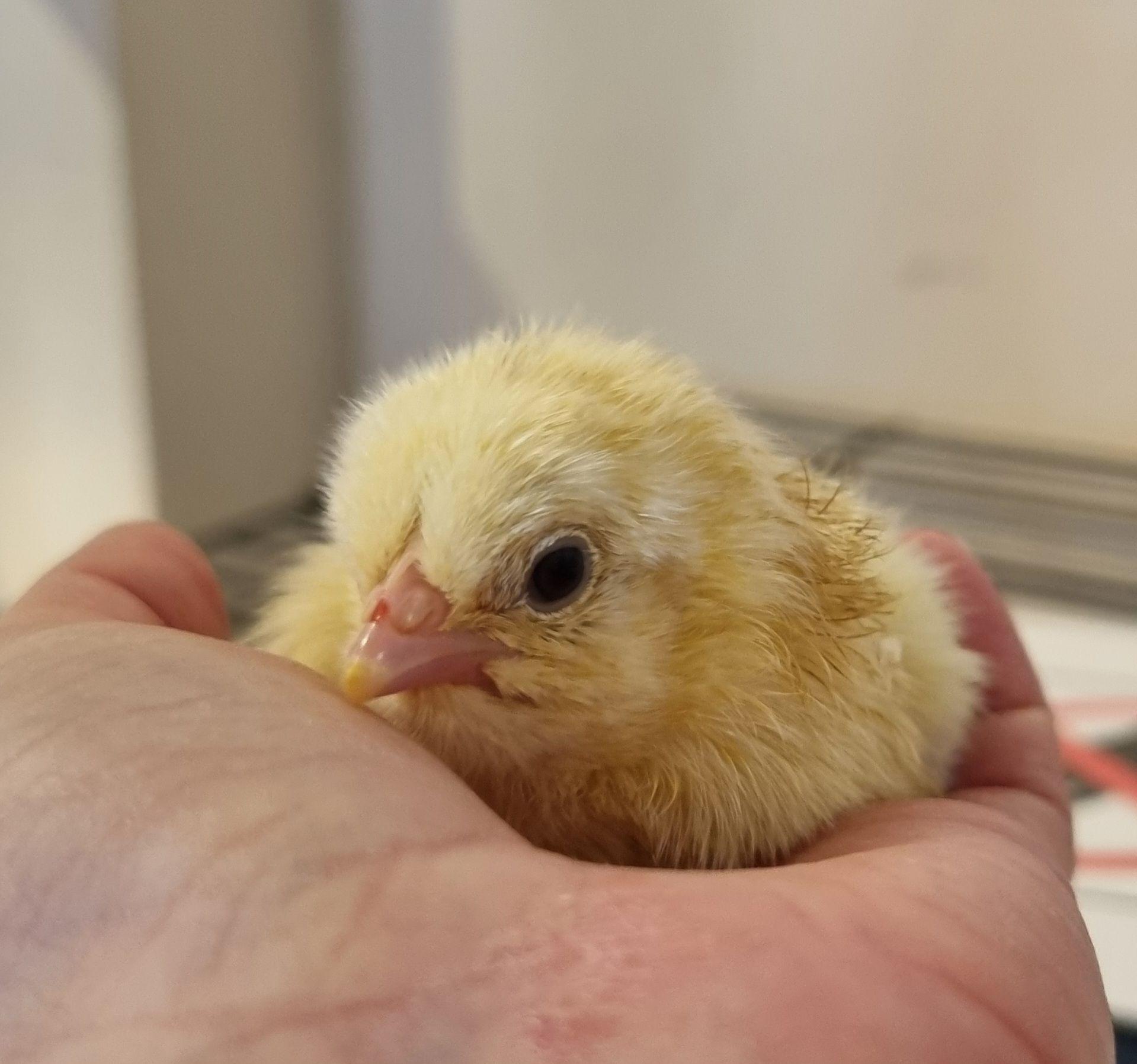 Horsham care home welcomes baby chicks