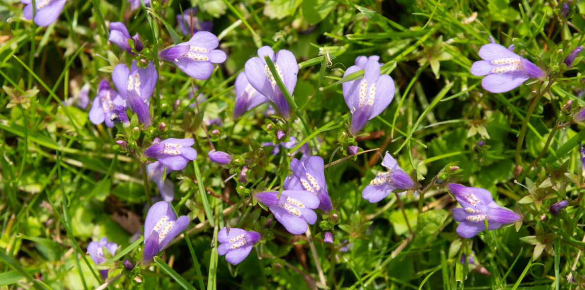 11 Plants That Help You Fight Weeds — With Less Work