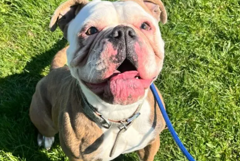 These 17 cute pets are all looking for their forever homes in the North ...