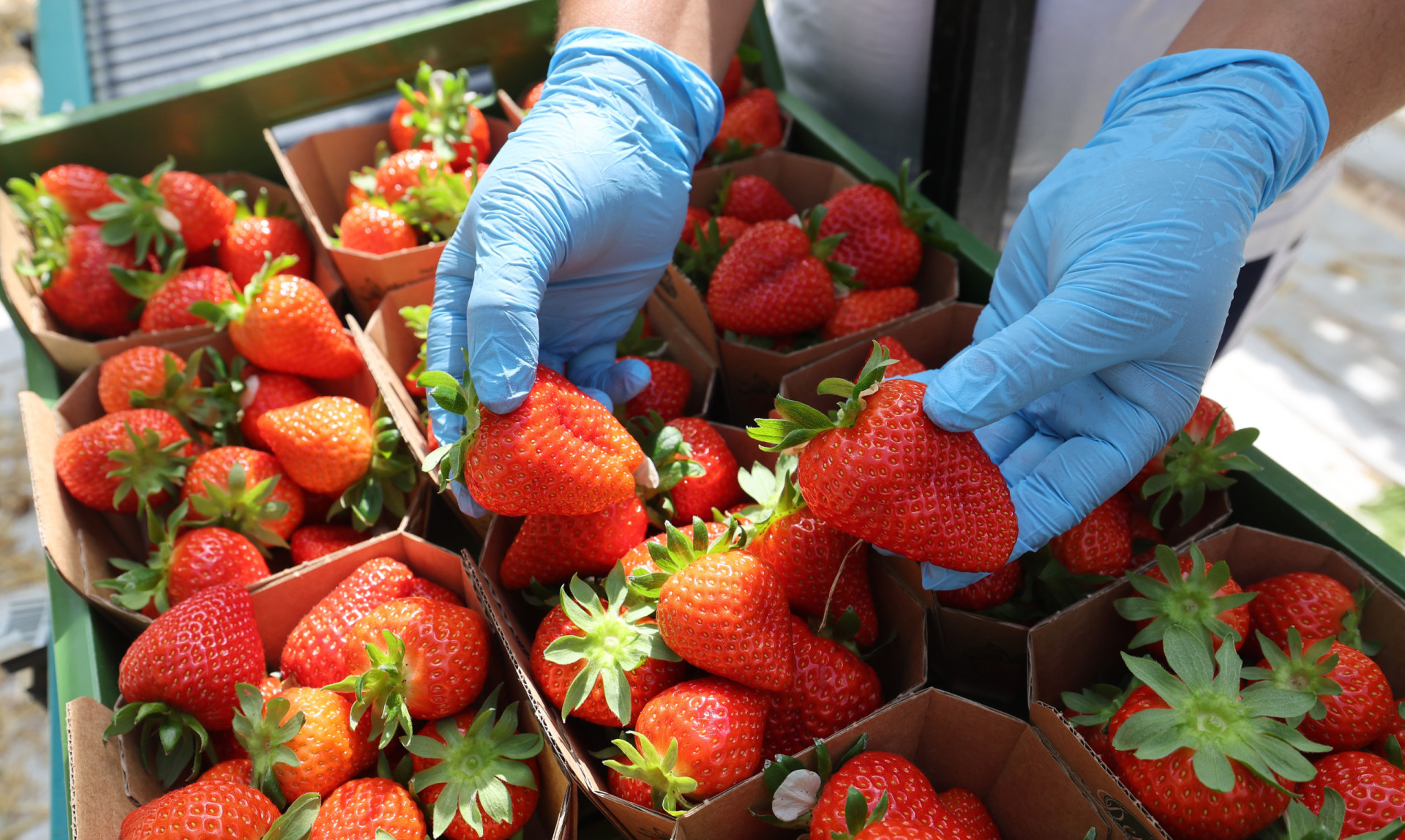 How selective breeding created everyday fruits and vegetables