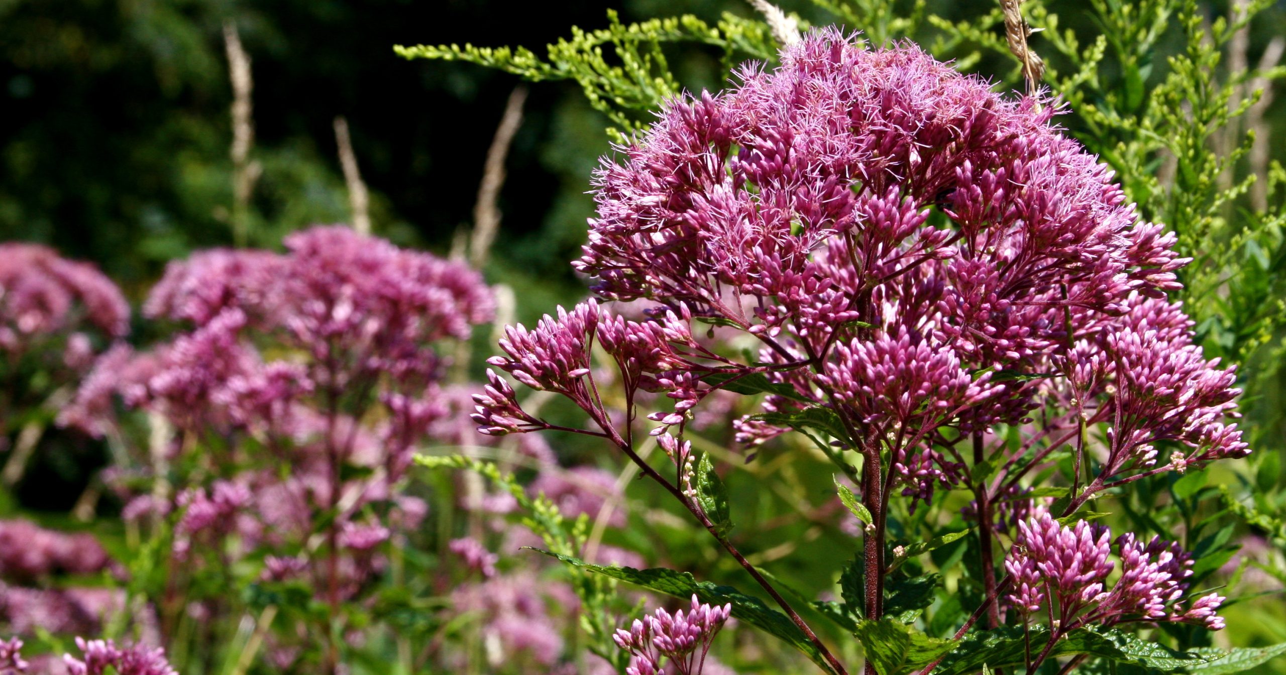 The Best 16 Flowers for Attracting Beneficial Insects to Your Garden