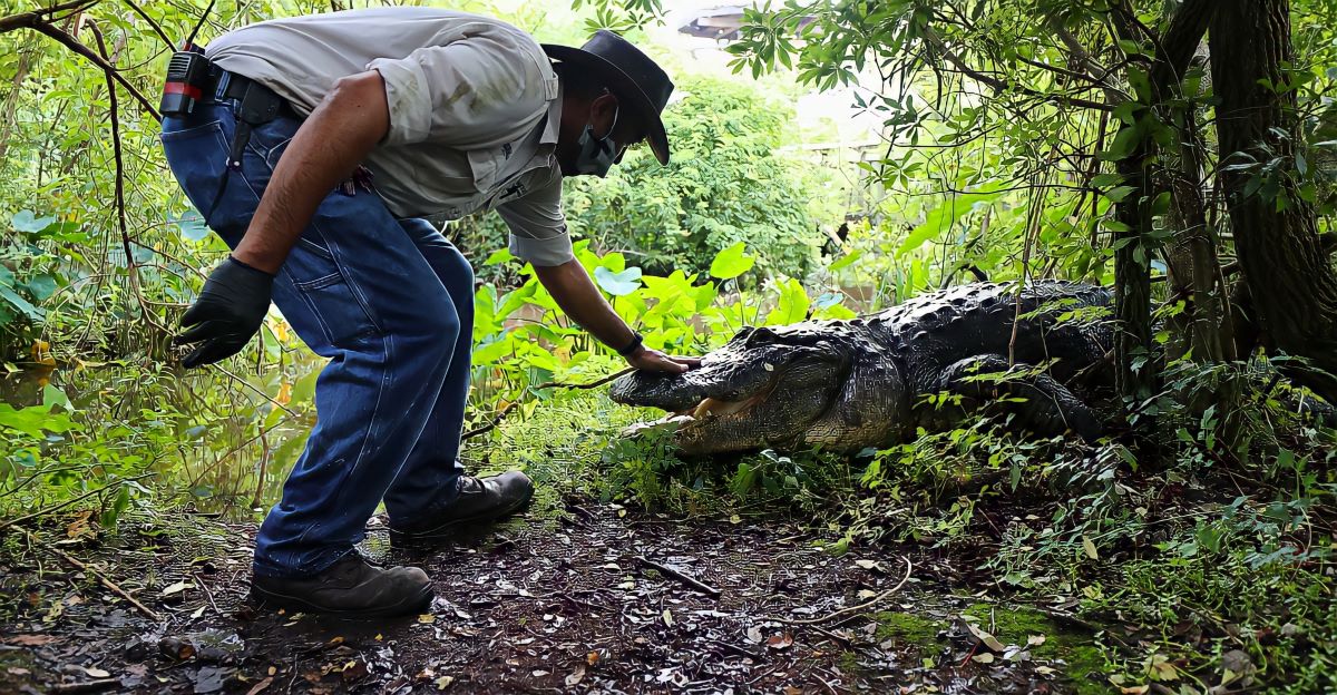 How to Protect Yourself as Alligator Season Kicks Off