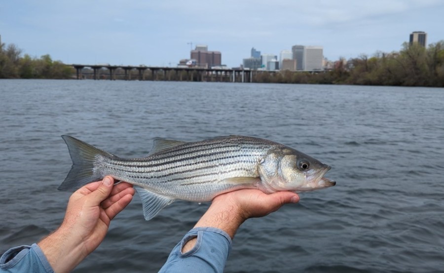 Virginia’s Surprising Spring Fishing Hotspot!