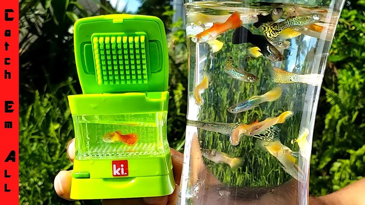 How We Made a Tiny Aquarium That Actually Works