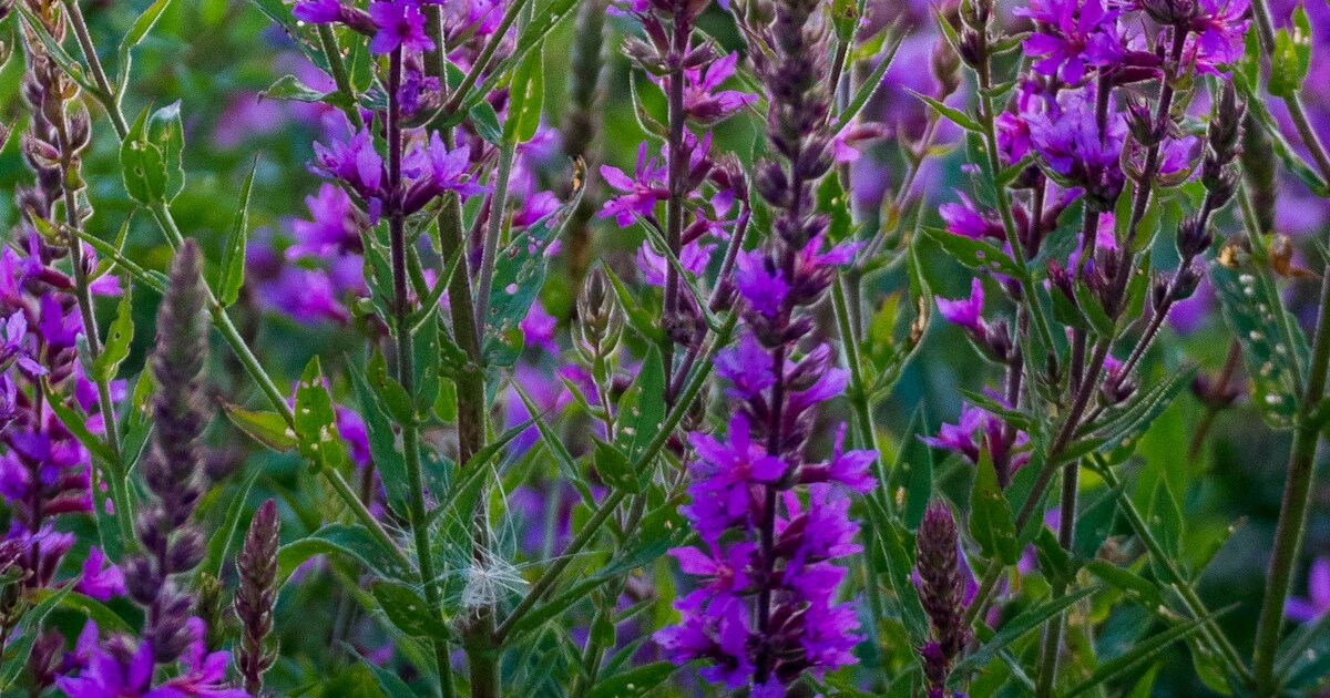 11 Invasive Ornamental Plants You Should Never Grow In Your Garden