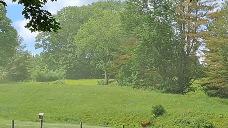 Tree pollen season is here. Here's what can trigger seasonal allergies ...