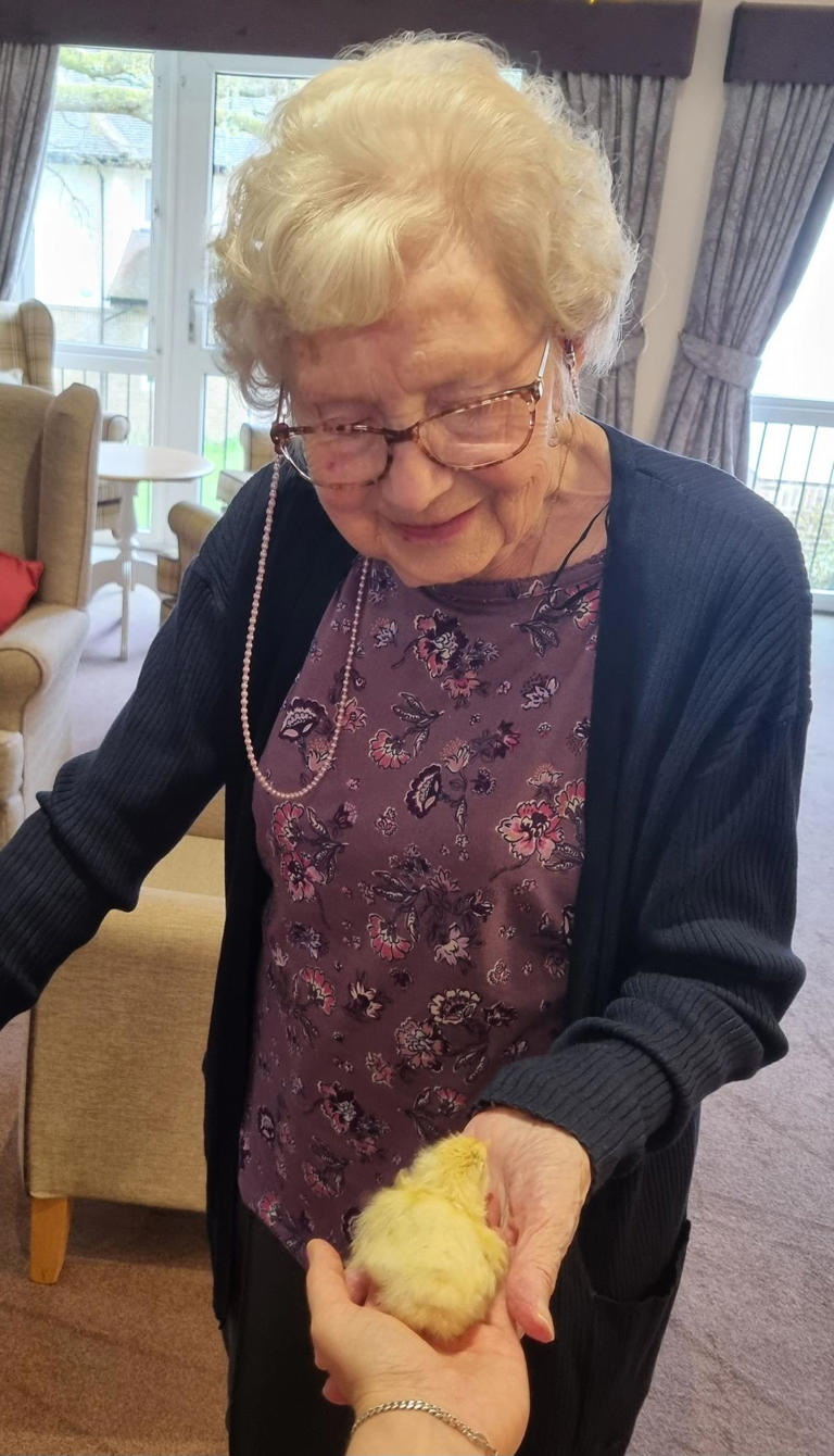 Horsham care home welcomes baby chicks