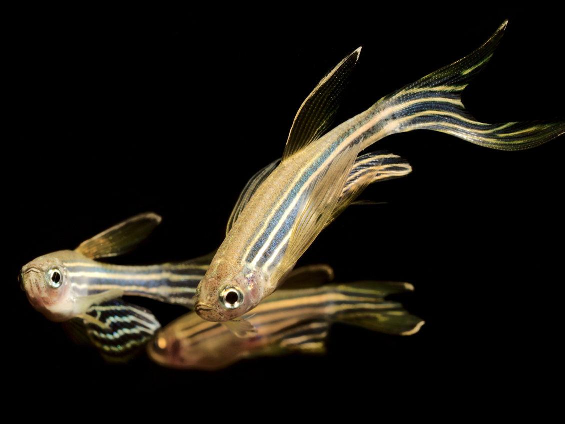 Anche i pesci zebra sbadigliano. E anche per loro lo sbadiglio è ...