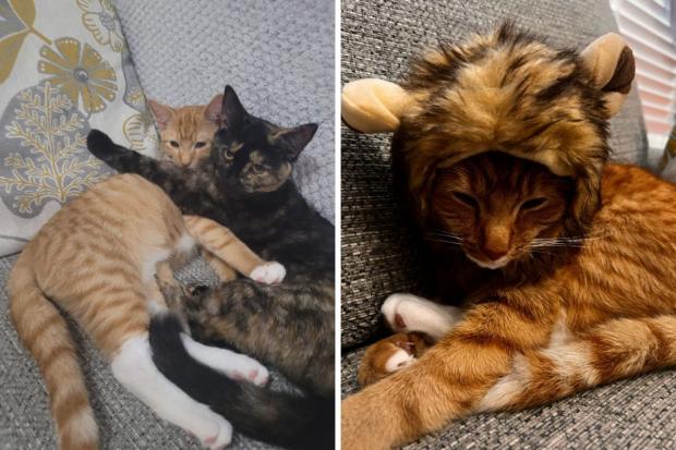 Pet cat 'stabbed multiple times and beheaded' in shocking attack in ...